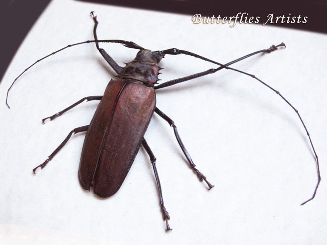 Giant Longhorn Beetle Callipogon Armillatus XXL Rare Framed Entomology ...