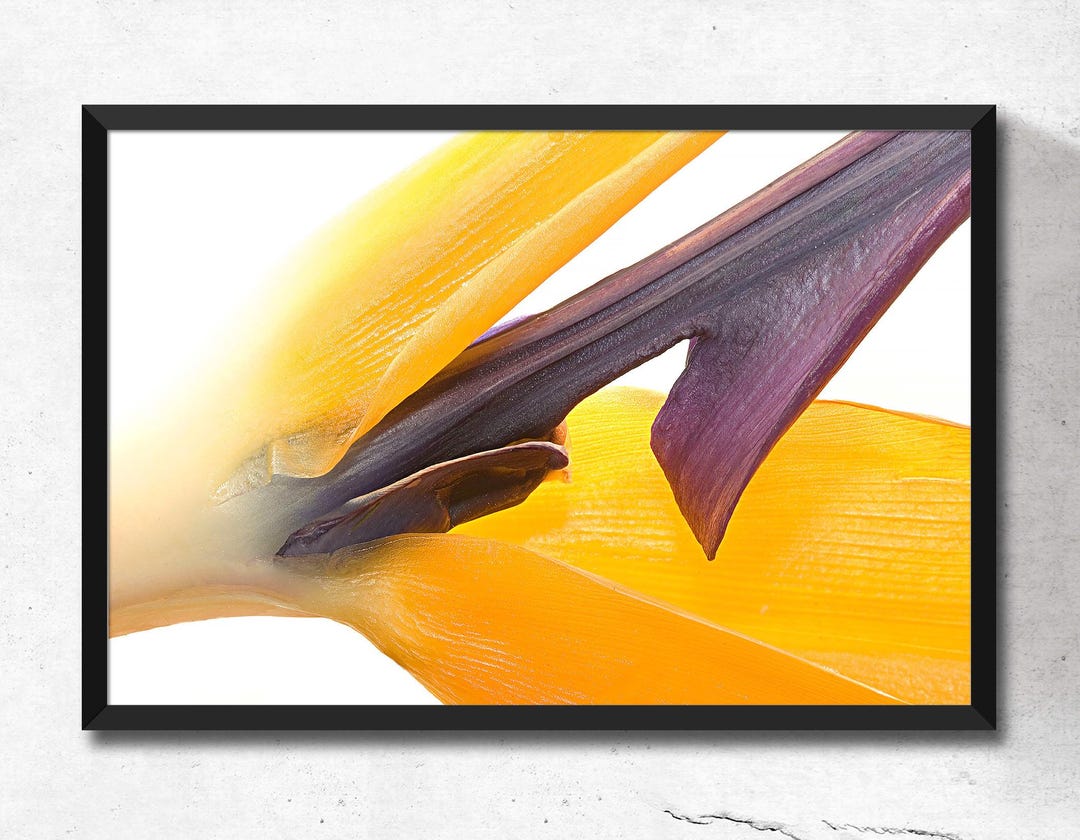 Strelitzia Printable Photo. Nature Digital Print. Flower Digital Print ...