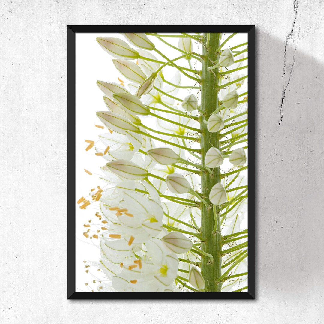 White Eremurus Printable Photo. Nature Digital Print. Flower Digital ...