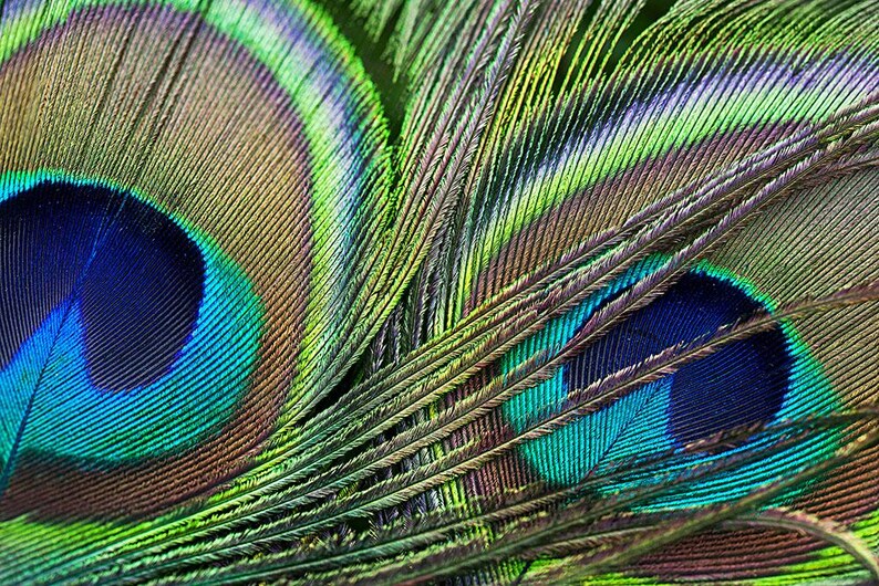 Peacock Eye Feather Printable Photo. Nature Digital Print. Abstract ...
