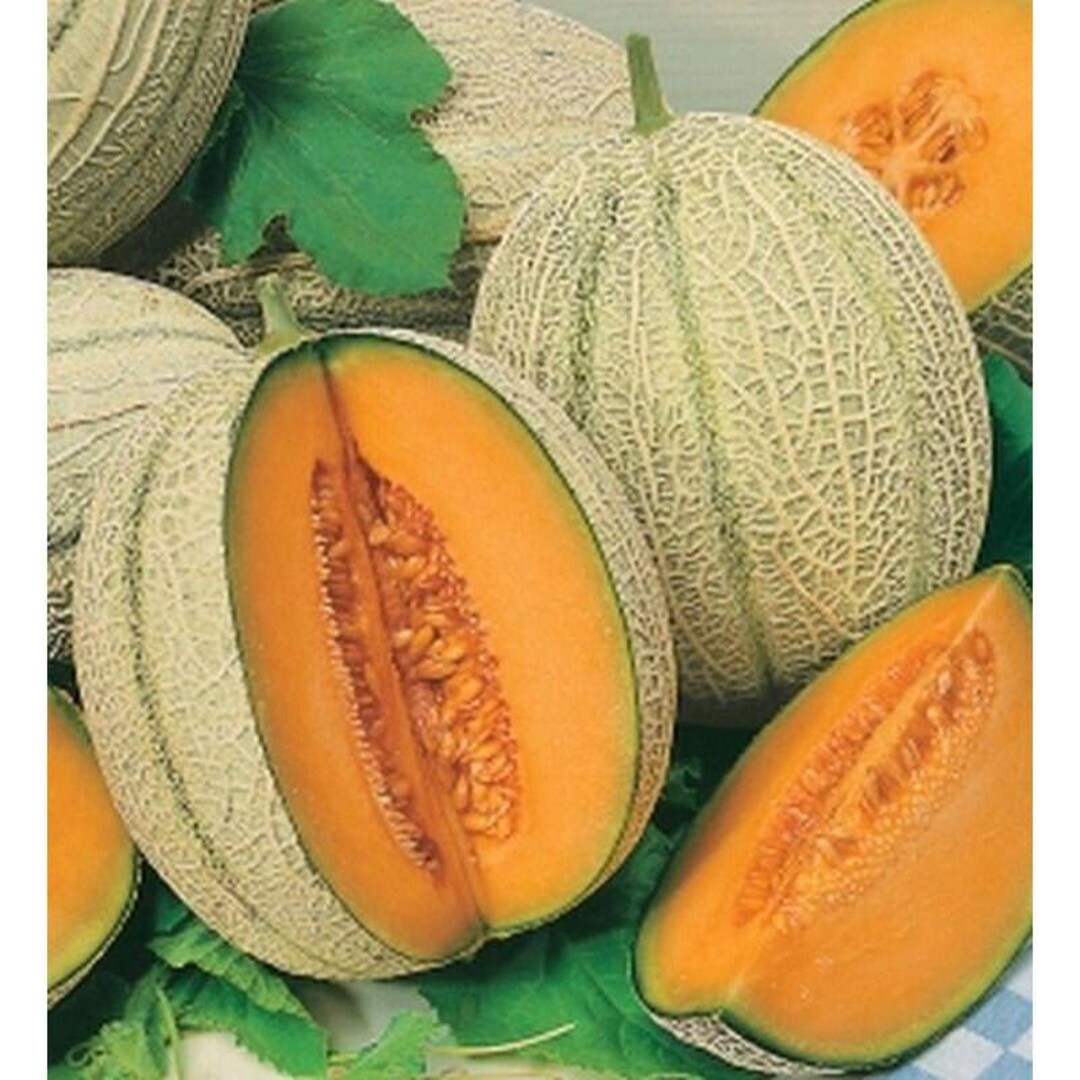 Retato Degli Ortolani Melon Seeds - Etsy