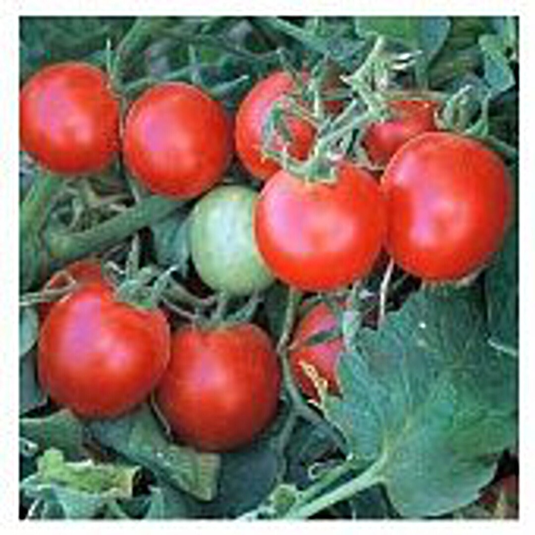 Baxter's Early Bush Tomato Seeds - Etsy