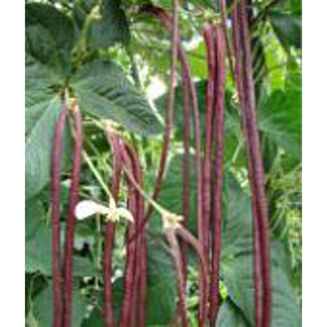 Asparagus Yard Long Pole Beans (red Noodle) Seeds - Etsy