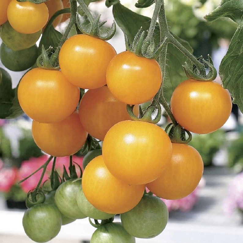 Tumbling Tom Yellow Tomato Seeds - Etsy