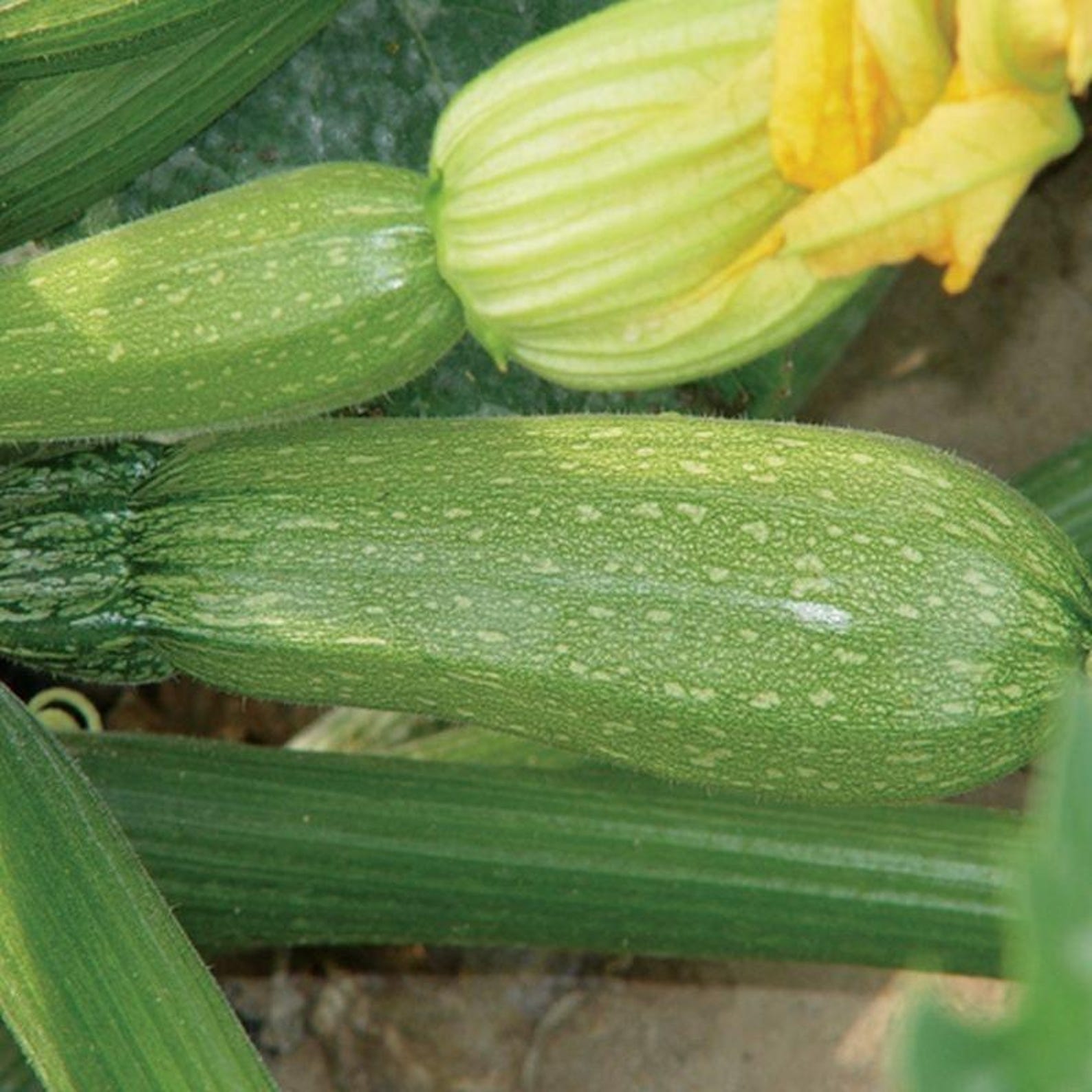 Grey F1 Hybrid Squash Seeds - Etsy
