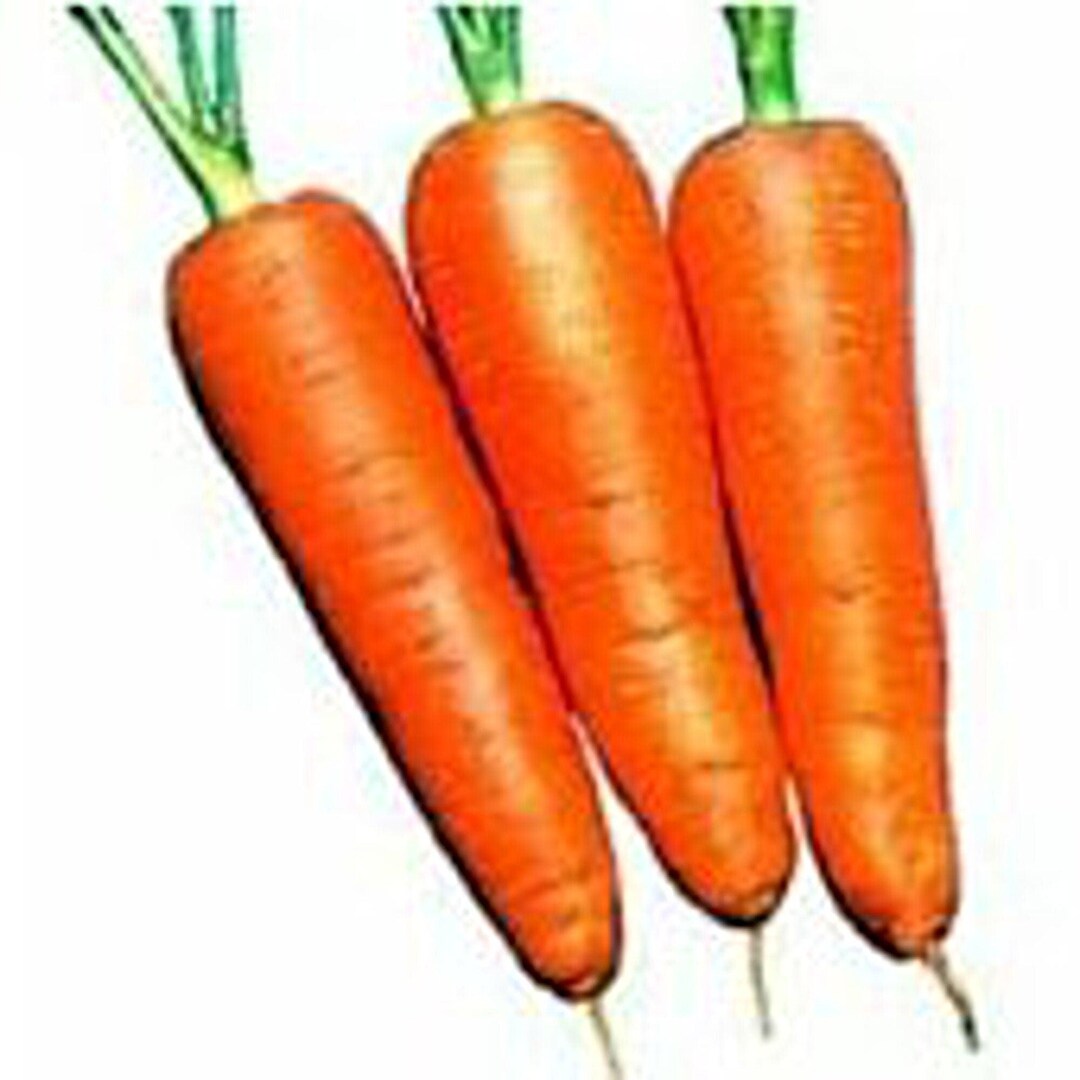Shin Kuroda Carrots Seeds - Etsy