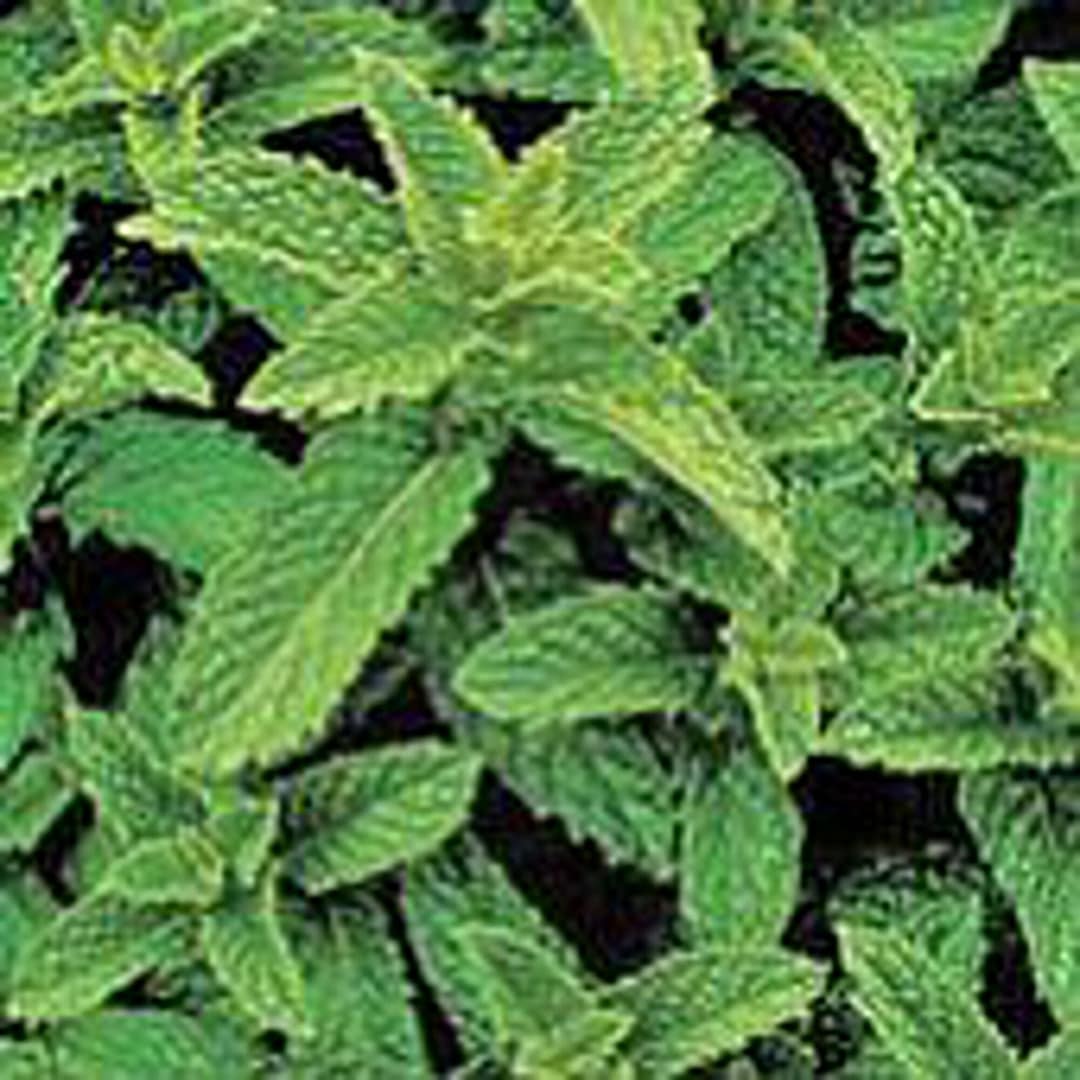 Peppermint Seeds - Etsy