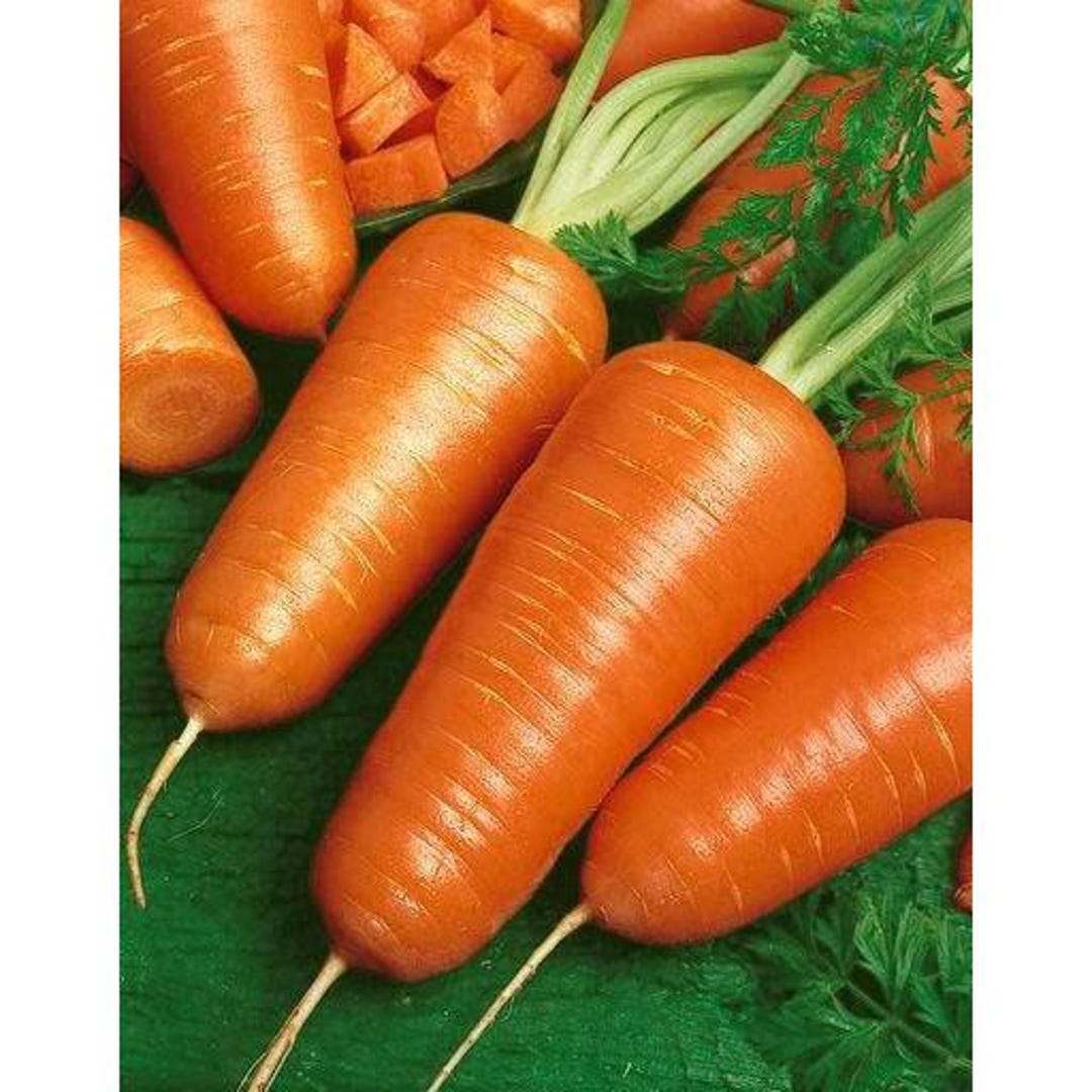 Carrots "chantenay Red Cored" Seeds - Etsy