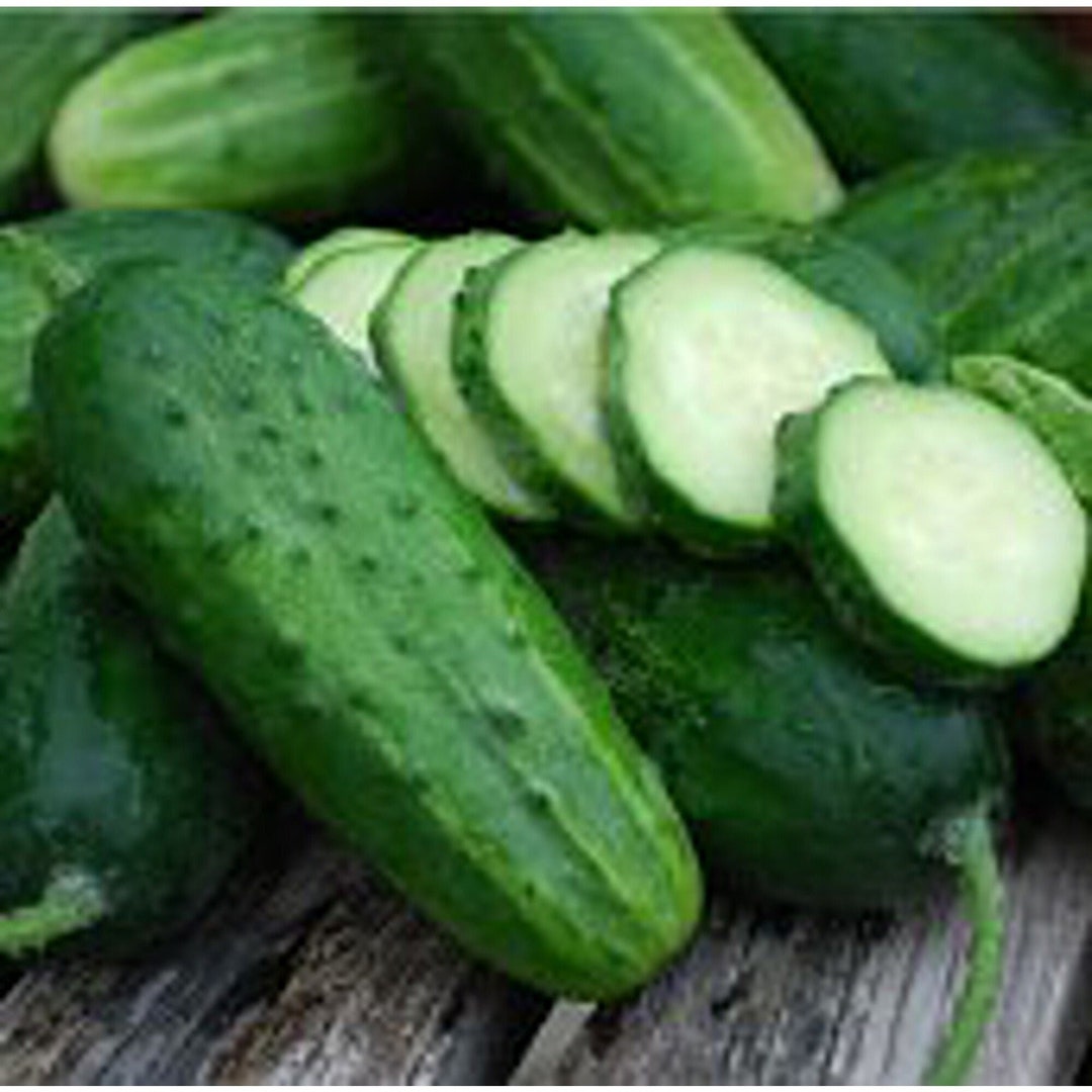 Boston Pickling Improved Cucumbers Seeds - Etsy