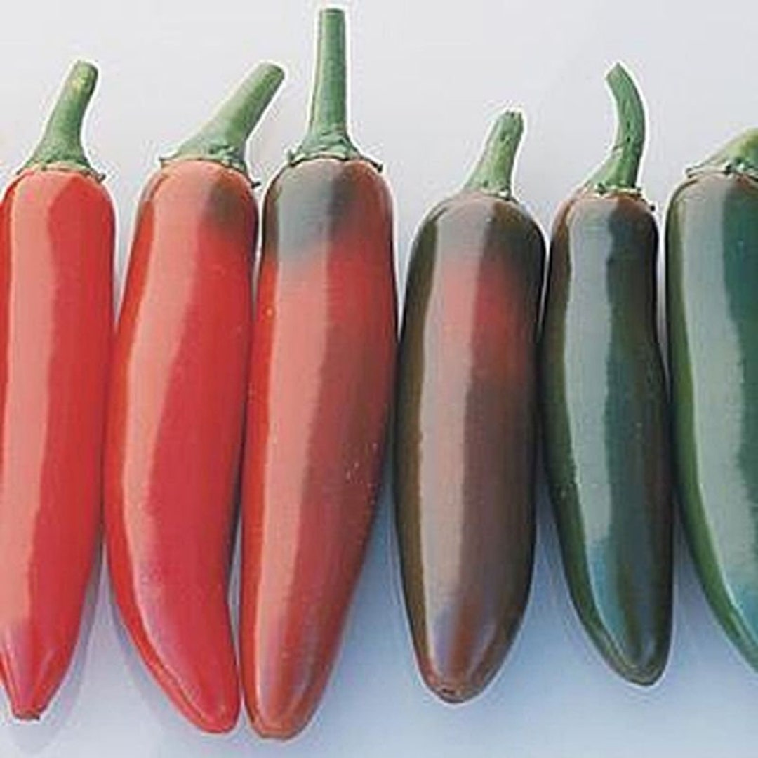 Serrano Del Sol F1 Hybrid Hot Pepper Seeds - Etsy