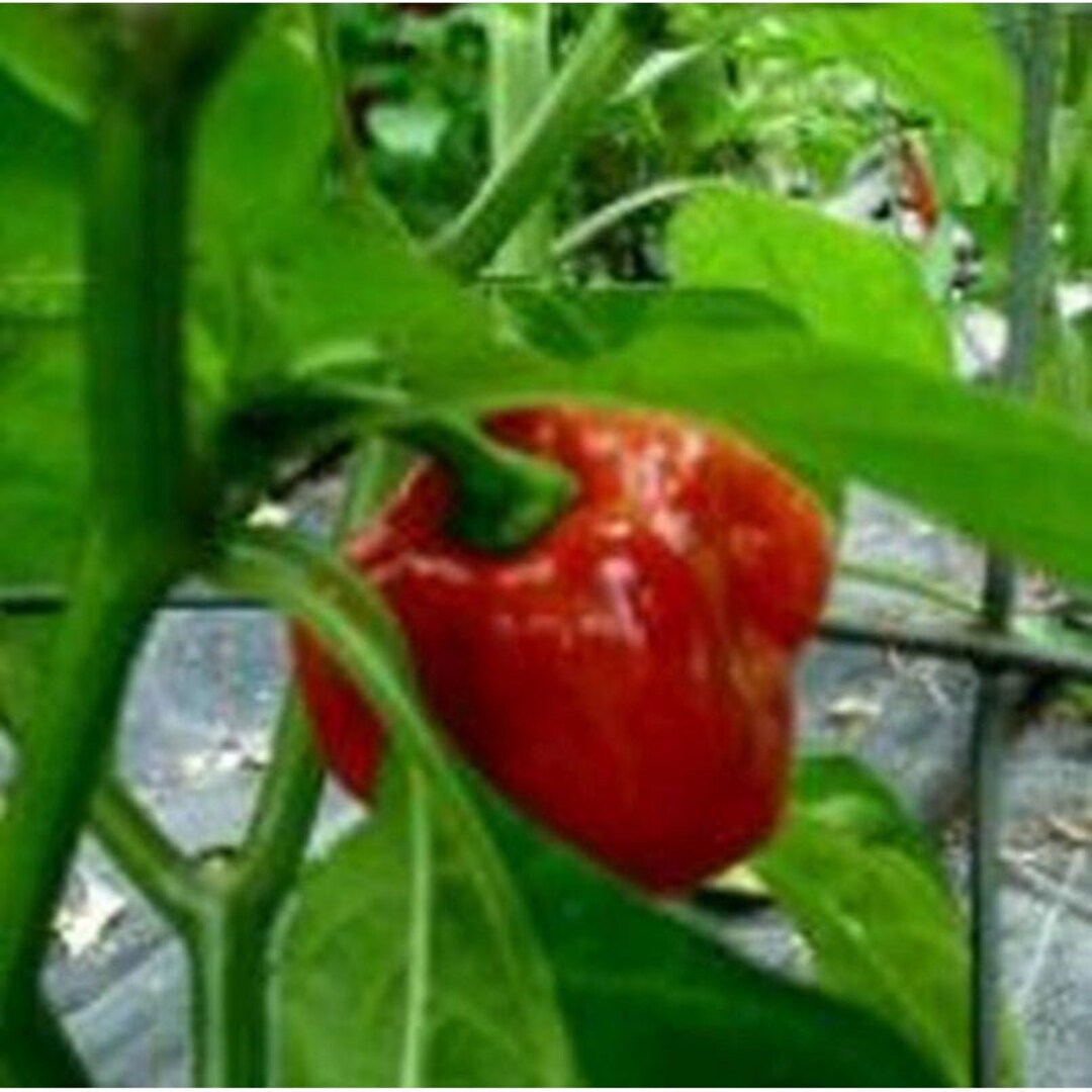 West Indian Red Hot Pepper Seeds - Etsy