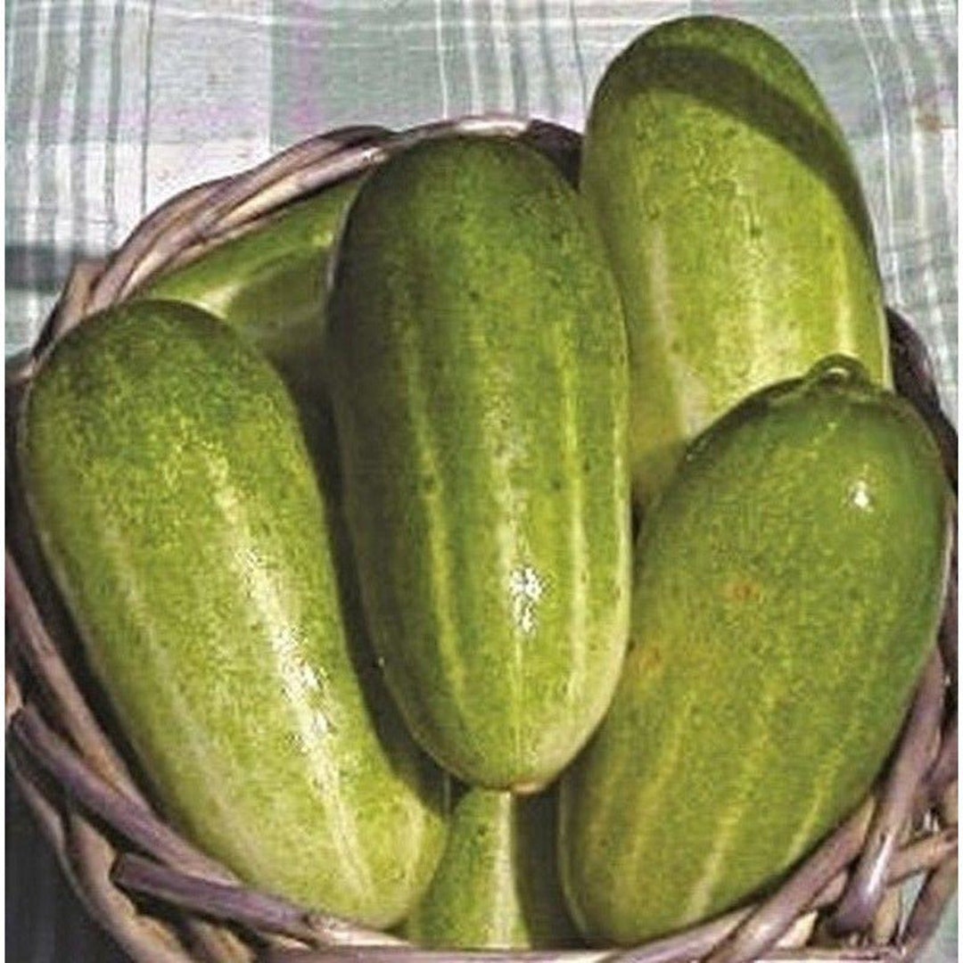 Little Tyke F1 Hybrid Cucumber Seeds - Etsy