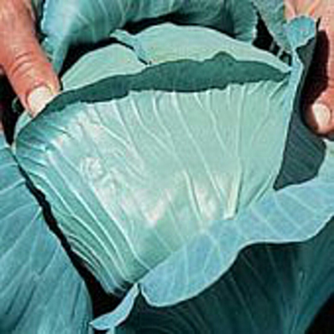 Golden Cross Cabbage Seeds - Etsy