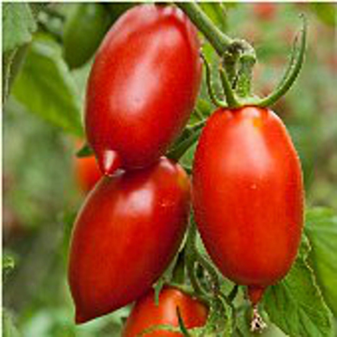 Giant Paste Tomato Seeds - Etsy