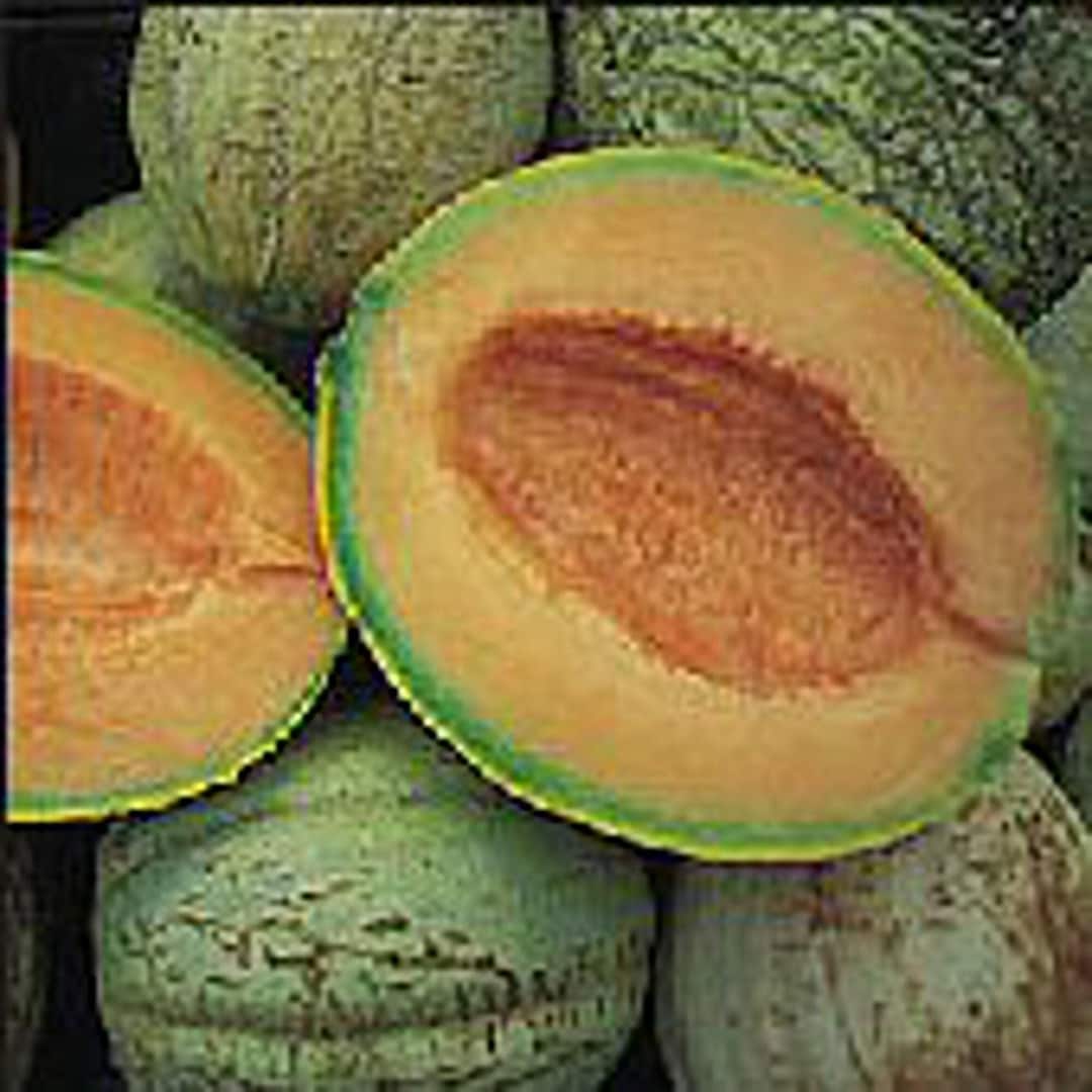 Amish Melons Seeds - Etsy