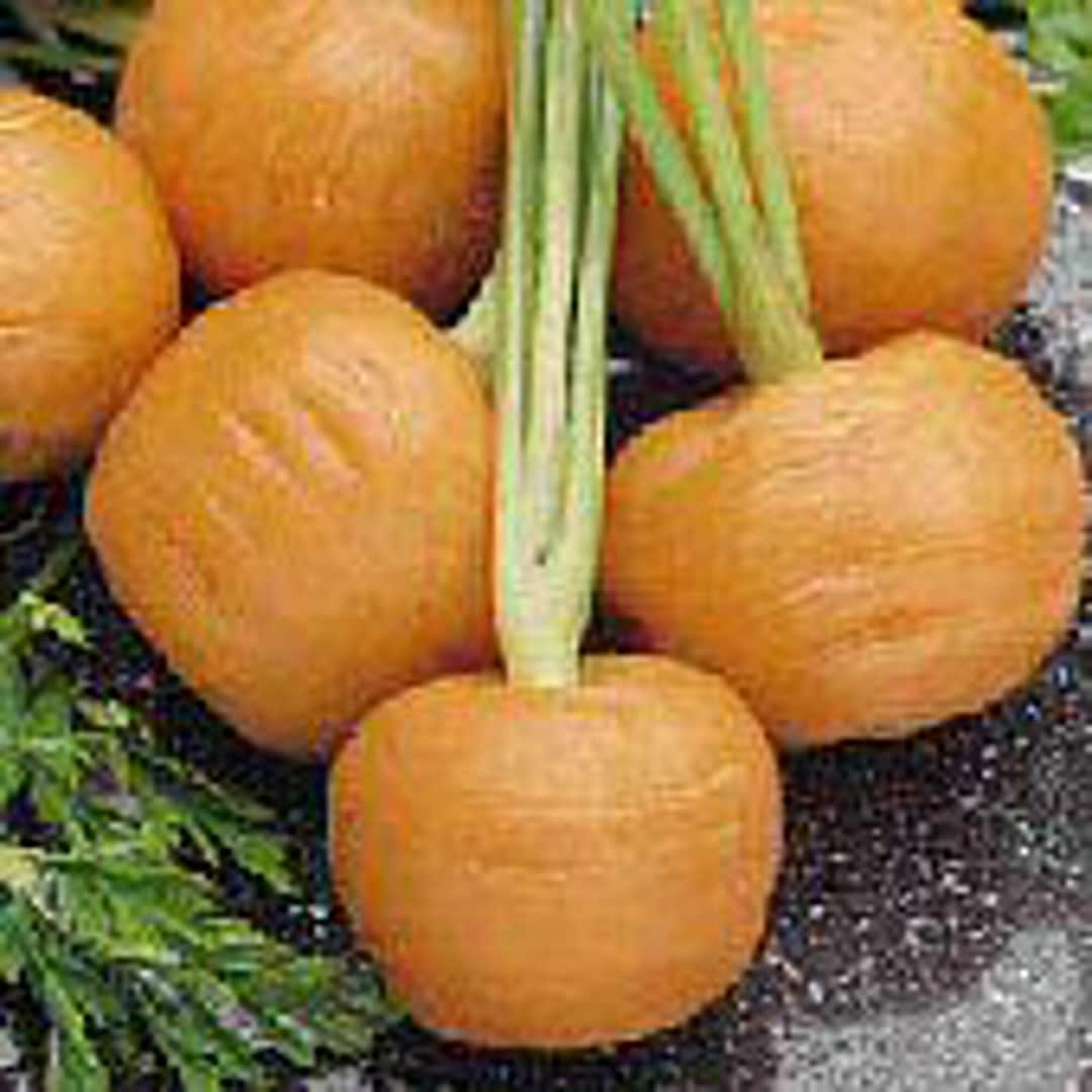 Thumbelina Carrots Seeds - Etsy