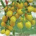 First Prize F1 Hybrid Tomato Seeds - Etsy