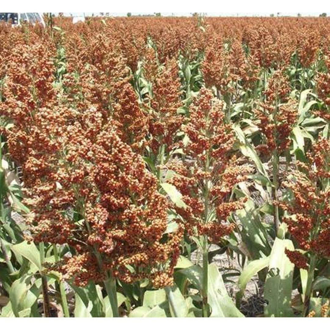 Dwarf Grain Sorghum Seeds - Etsy