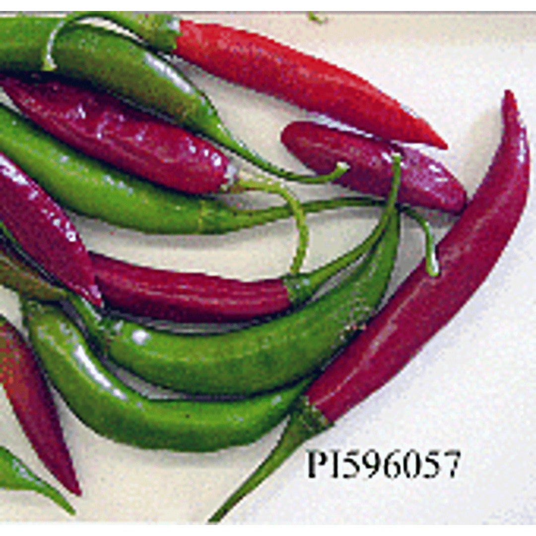 Capsicum Baccatum USDA #596057 Hot Peppers Seeds - Etsy