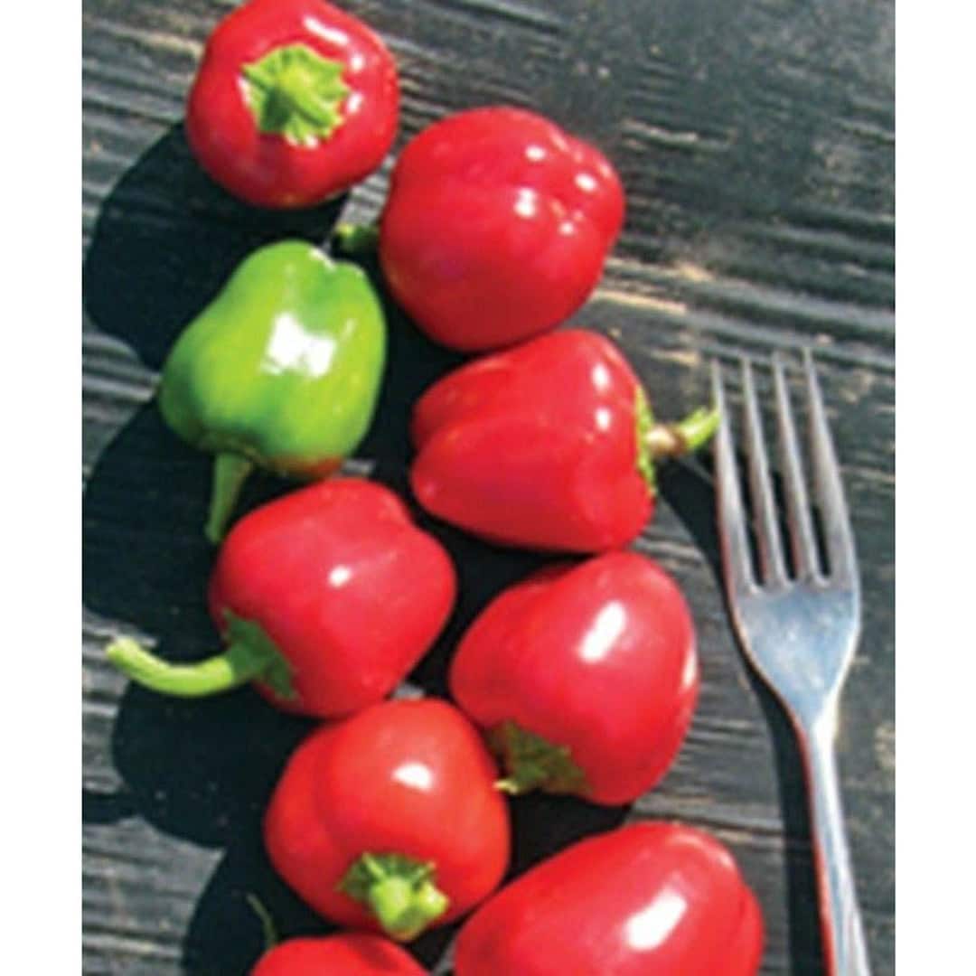 Tinker Bell Mini Red Pepper - Etsy