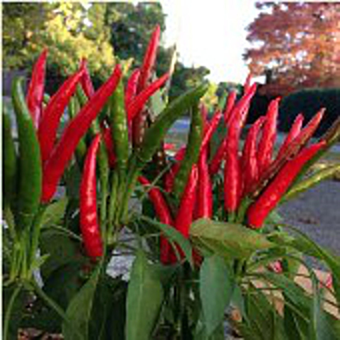 Takanotsume Hot Peppers Seeds - Etsy
