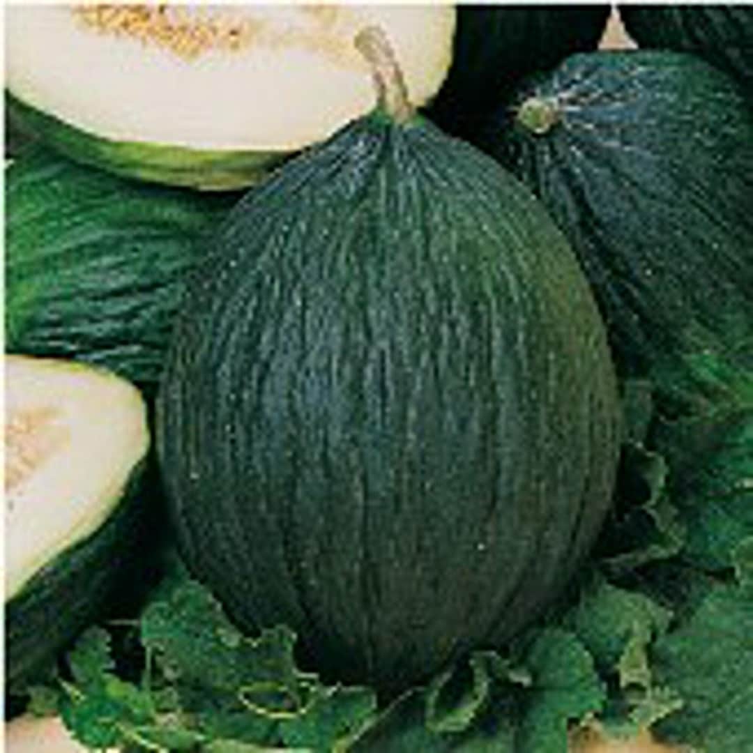 Tendral Verde Tardif Melons Seeds - Etsy