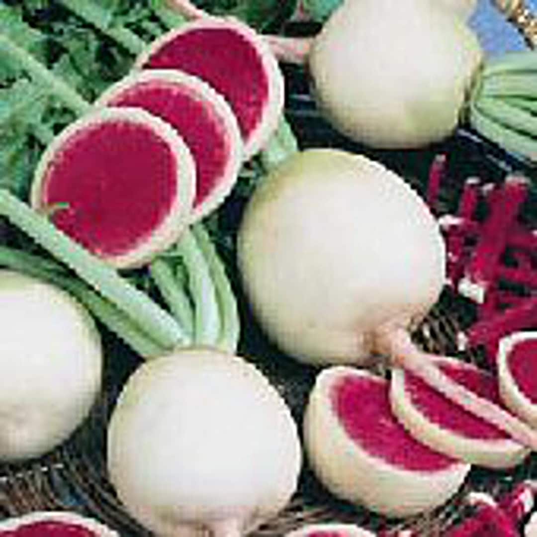 Watermelon Radishes Seeds - Etsy