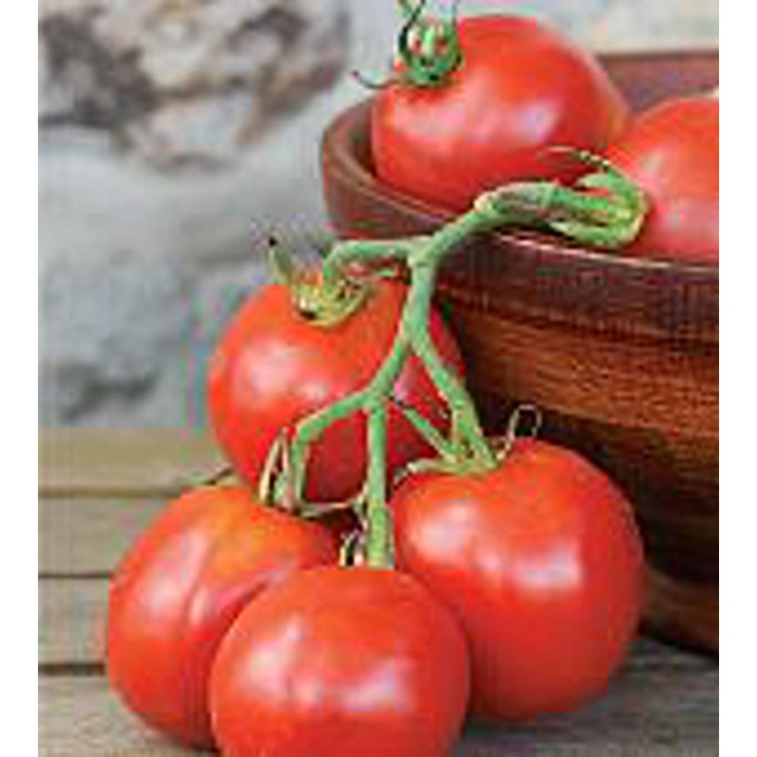 Stupice Tomato Seeds - Etsy