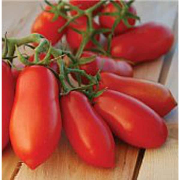 Giant Paste Tomato Seeds - Etsy