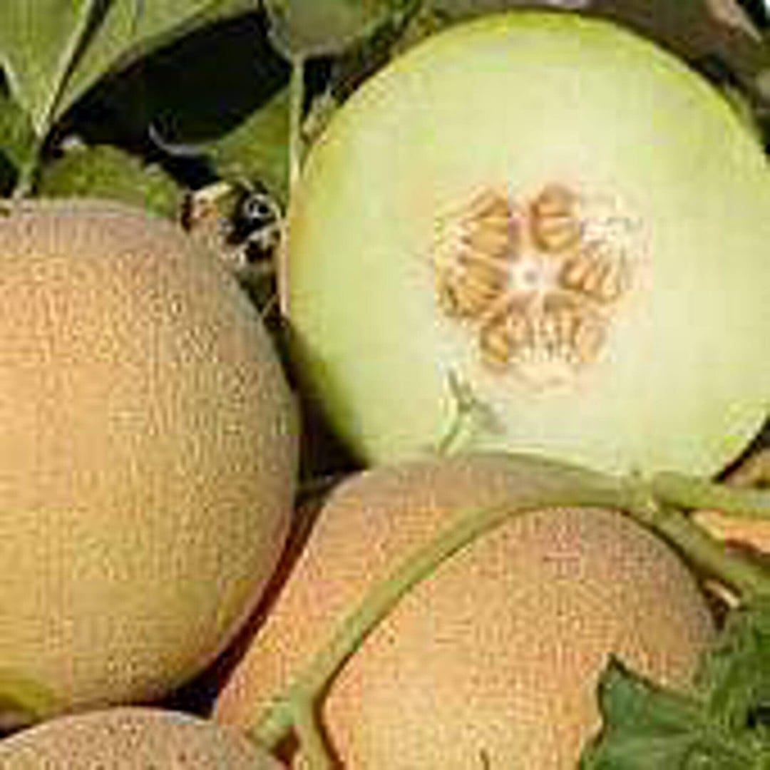 Top Mark Melons Seeds - Etsy