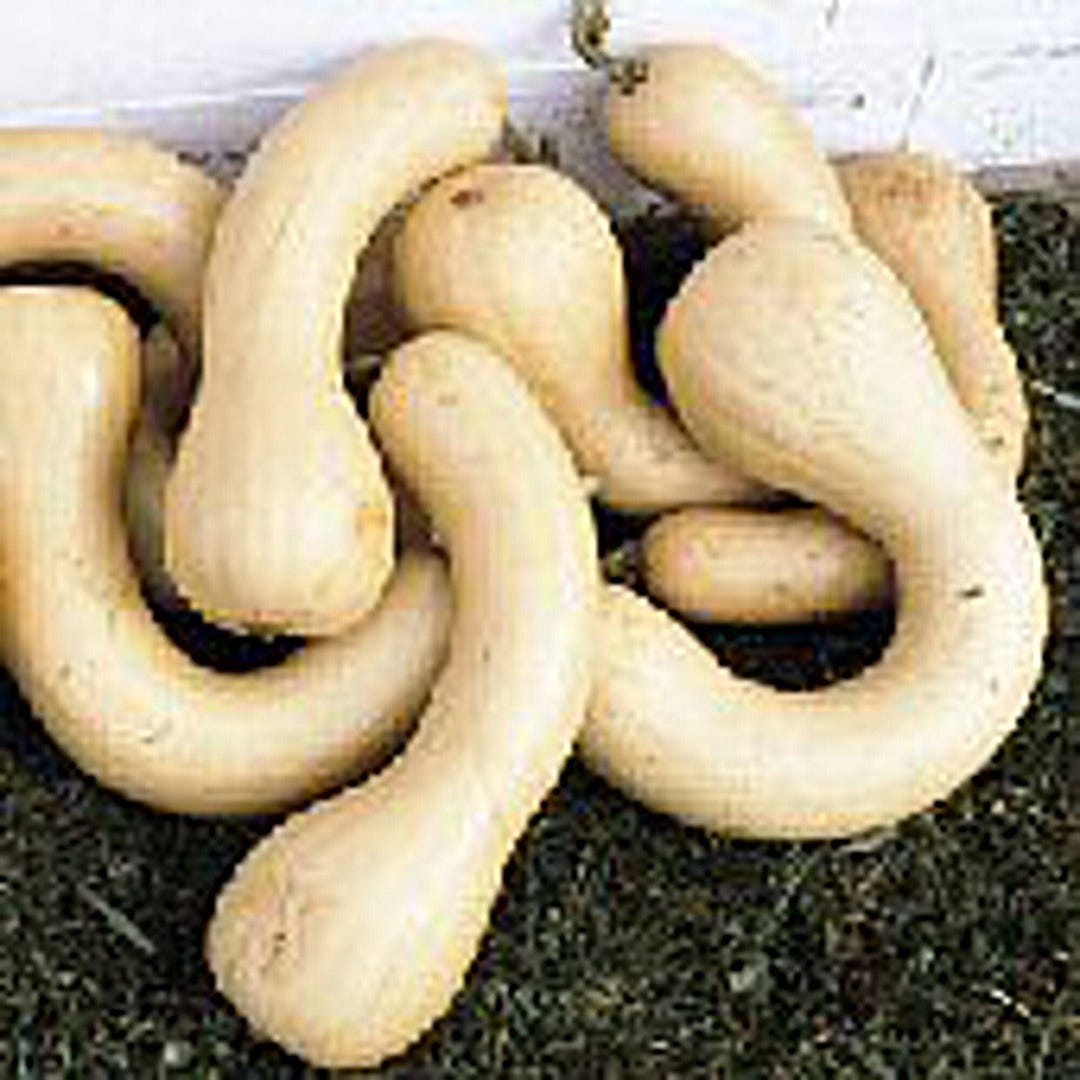 Neck Pumpkin Squash Seeds - Etsy