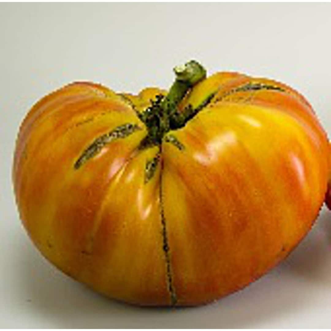 Mortgage Lifter Tomato (bi-color Strain) Seeds - Etsy