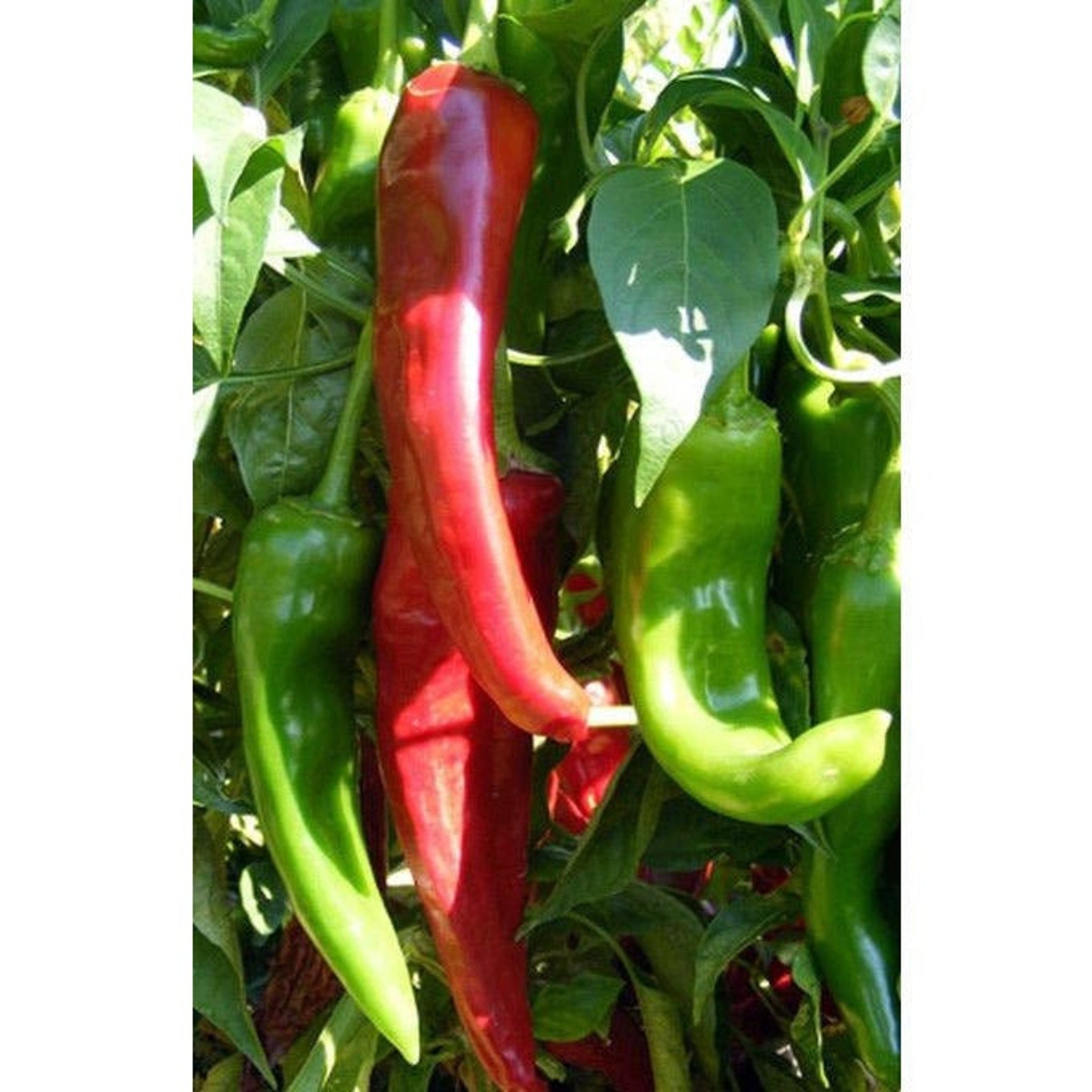Sandia Pepper Seeds - Etsy