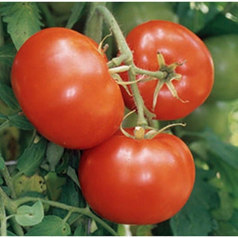 Carmello VFNT Hybrid Tomato Seeds - Etsy