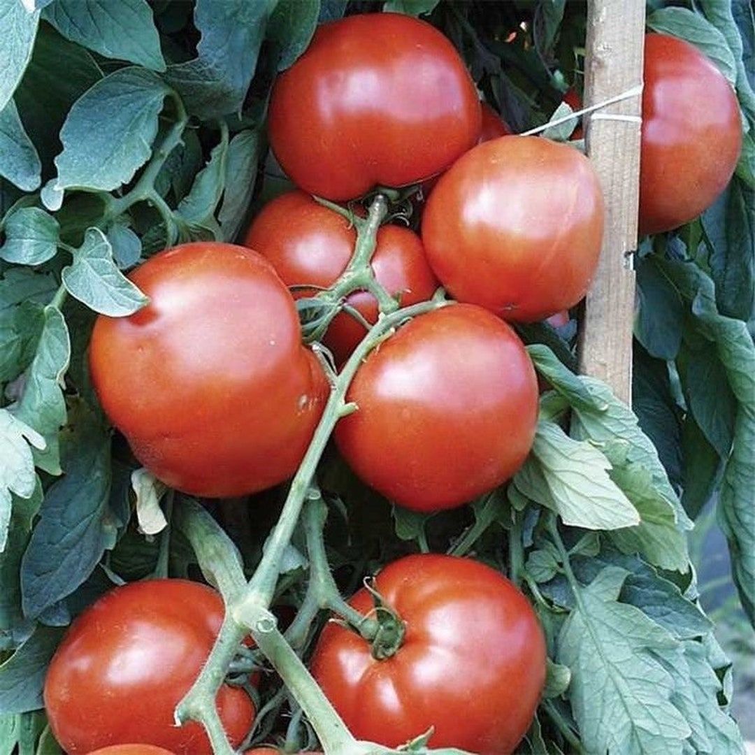 Bella Rosa Hybrid Tomato Seeds - Etsy