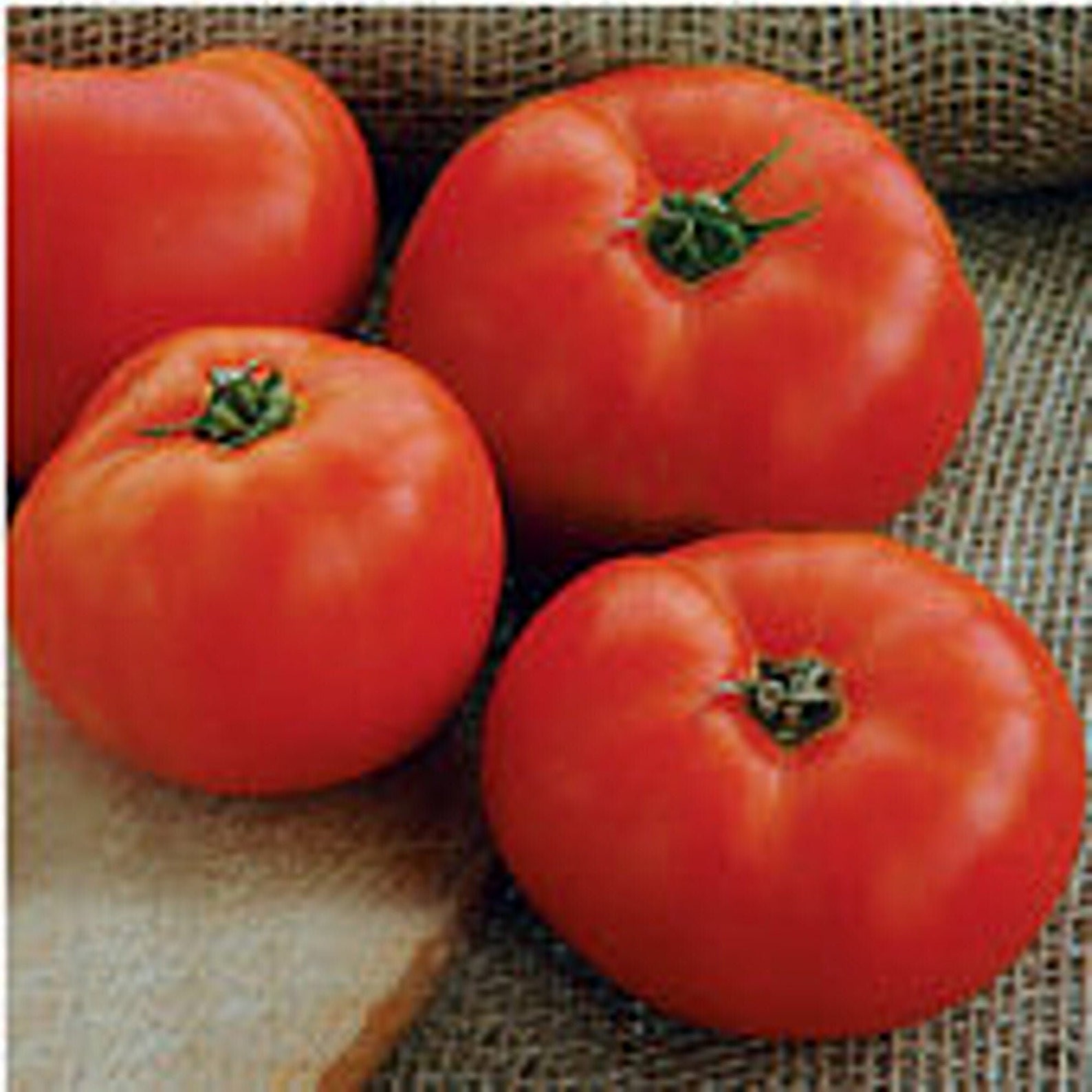 Mountain Glory Tomato Seeds - Etsy