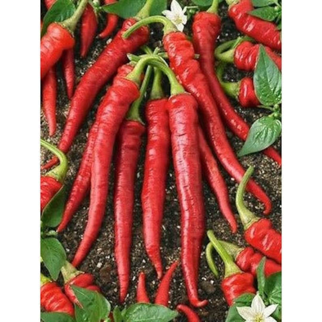 Cayenne Large Red Thick Pepper Seeds - Etsy