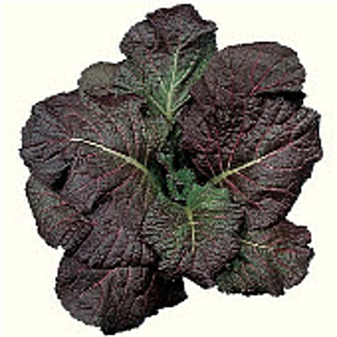 Giant Red Mustard Seeds - Etsy