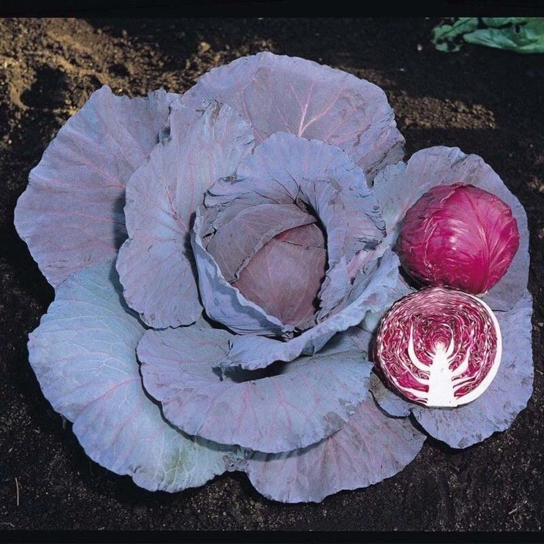 Red Jewel F1 Hybrid Cabbage Seeds - Etsy