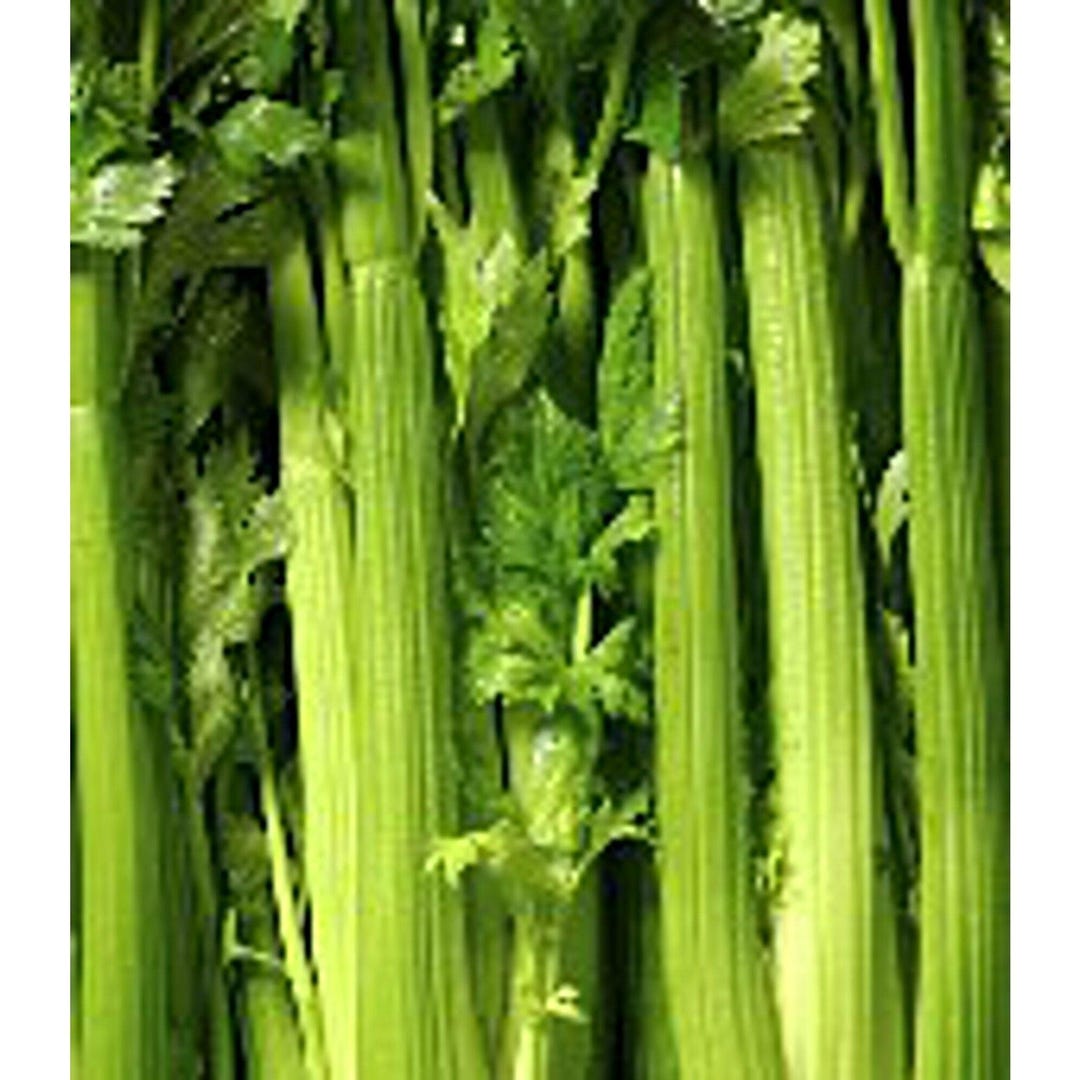Tendercrisp Celery Seeds - Etsy