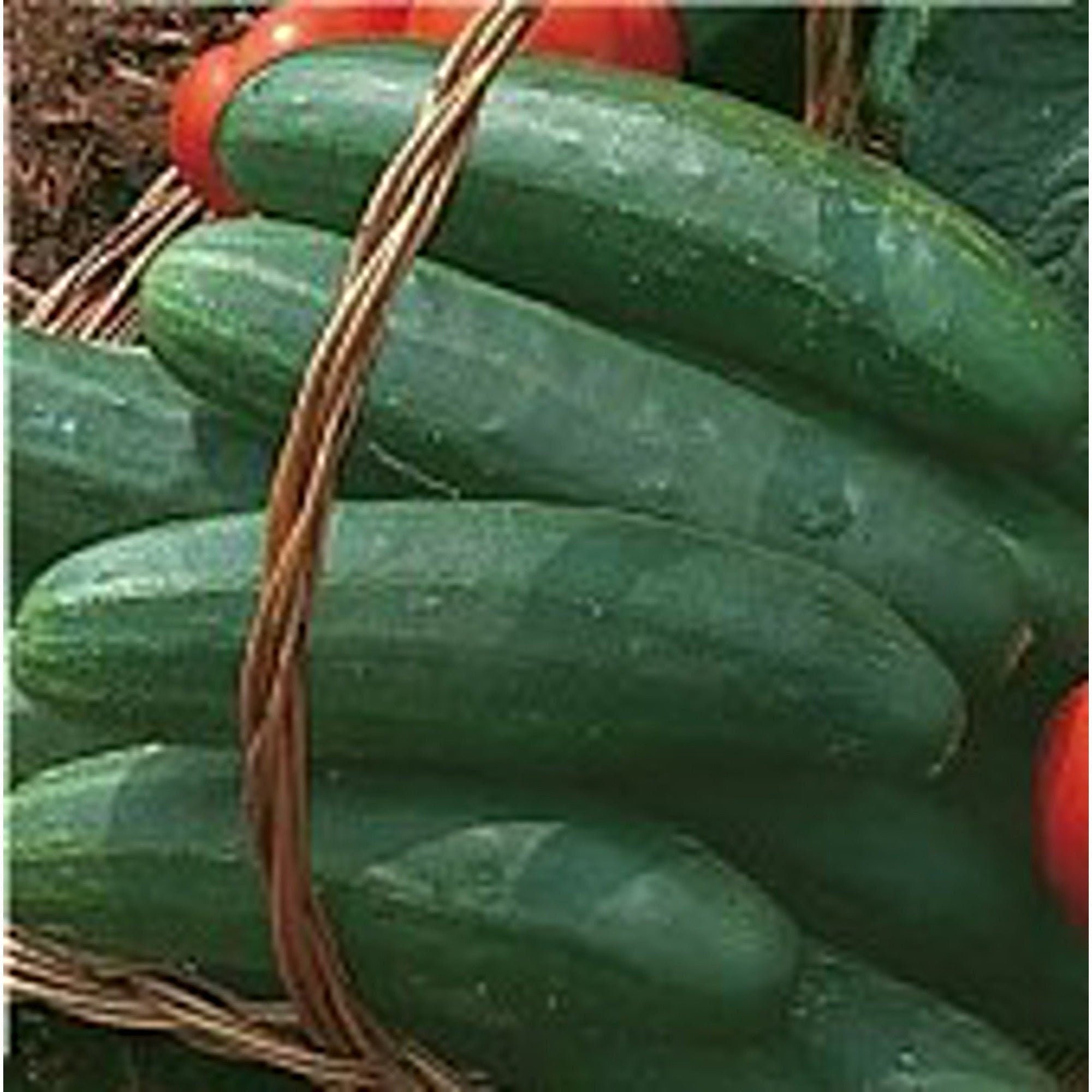 Bush Crop Cucumbers Seeds - Etsy