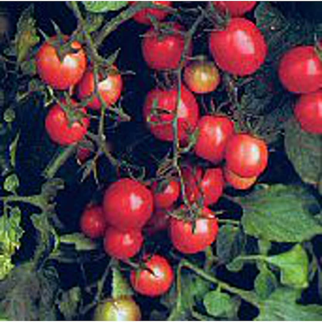 Mountain Belle Tomato Seeds - Etsy