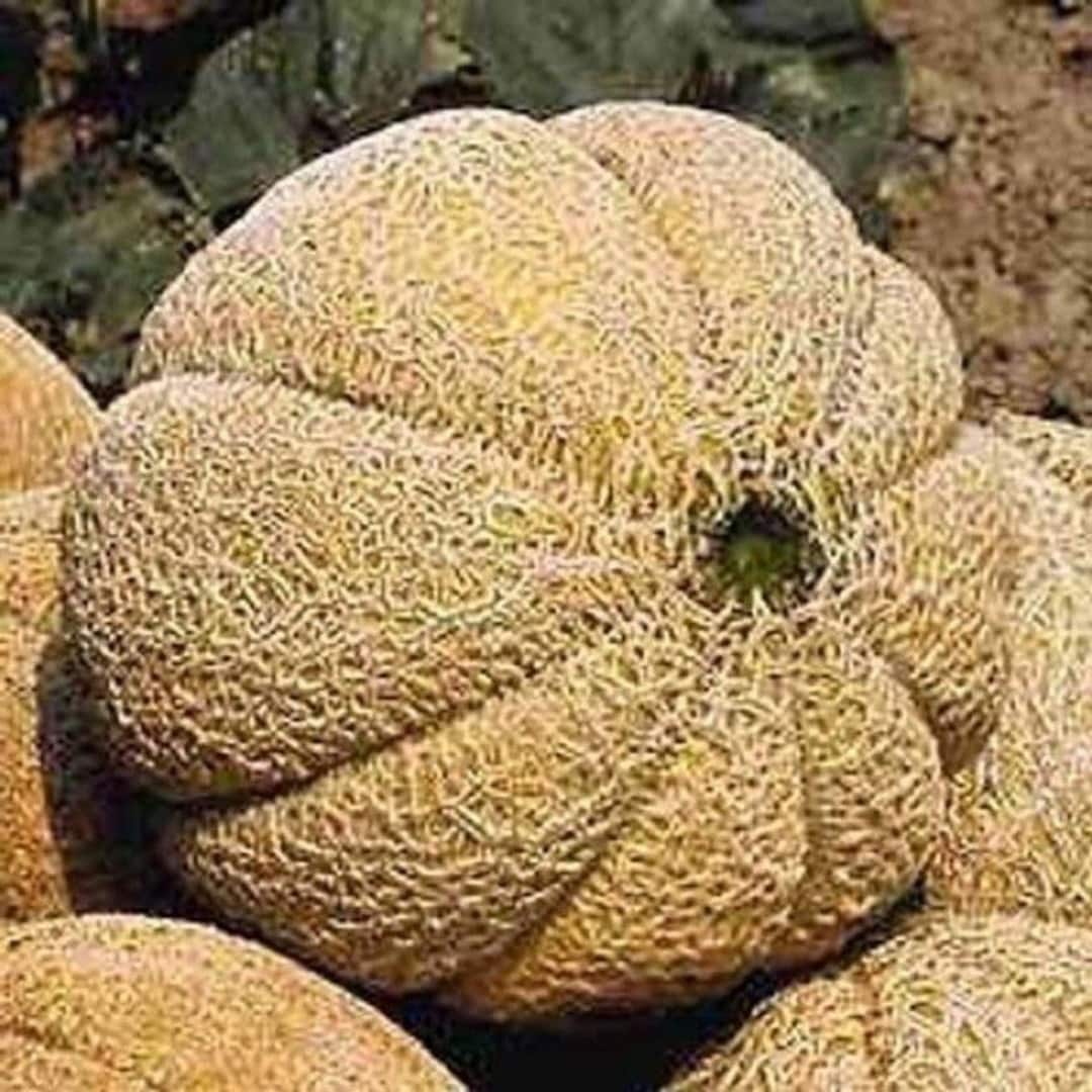 Superstar F1 Hybrid Melon Seeds - Etsy