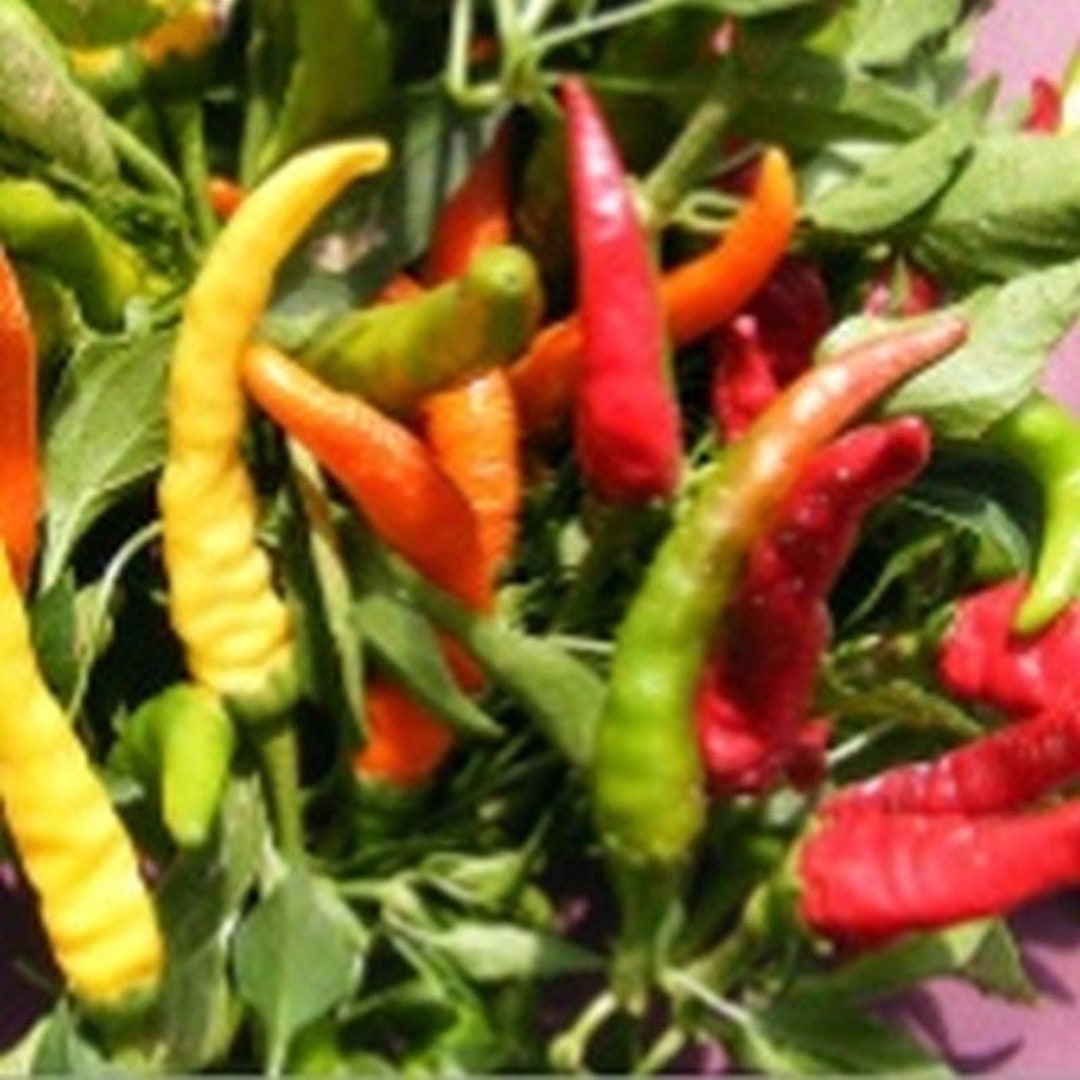 Numex Sunflare Hot Pepper Seeds - Etsy