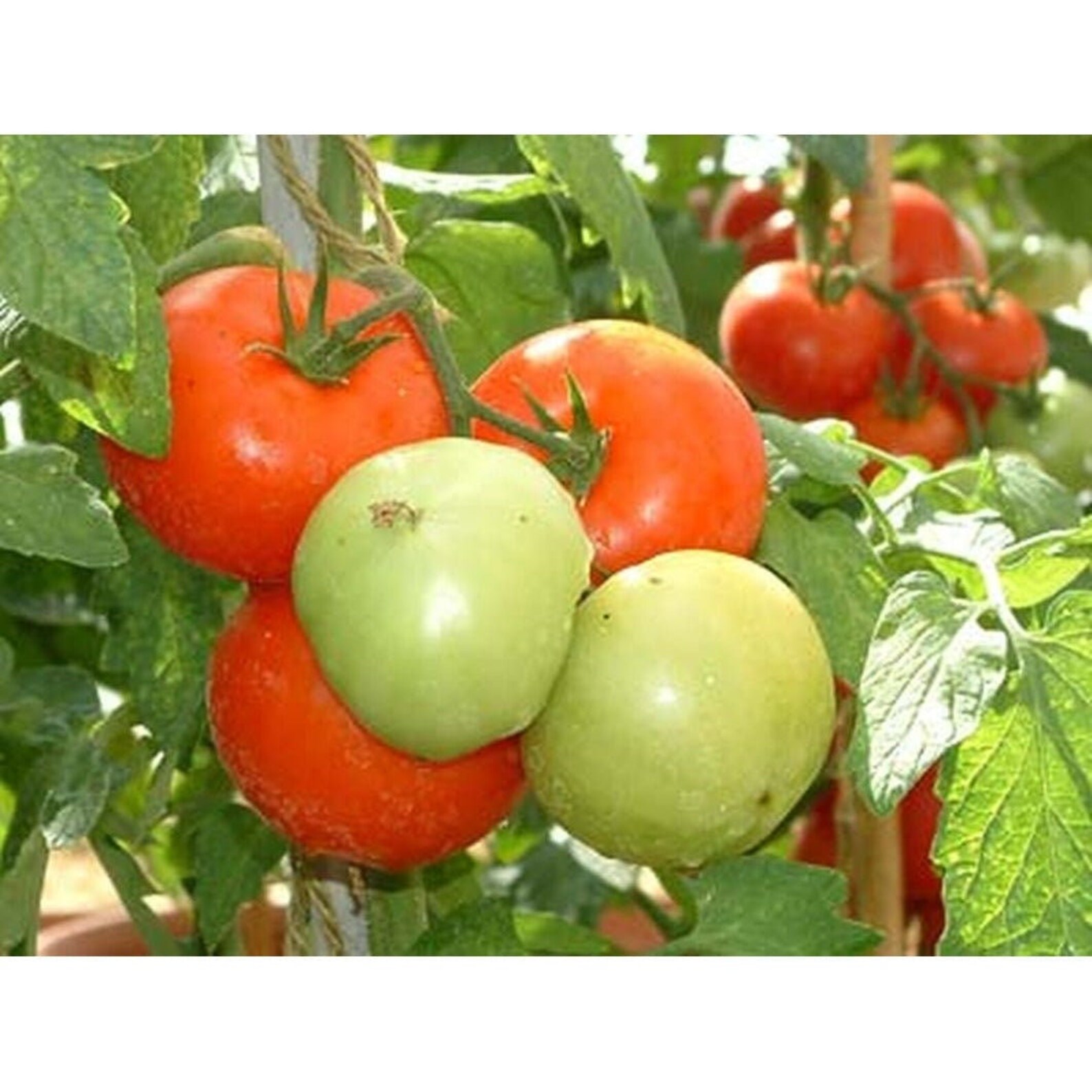 Marion Tomato Seeds - Etsy