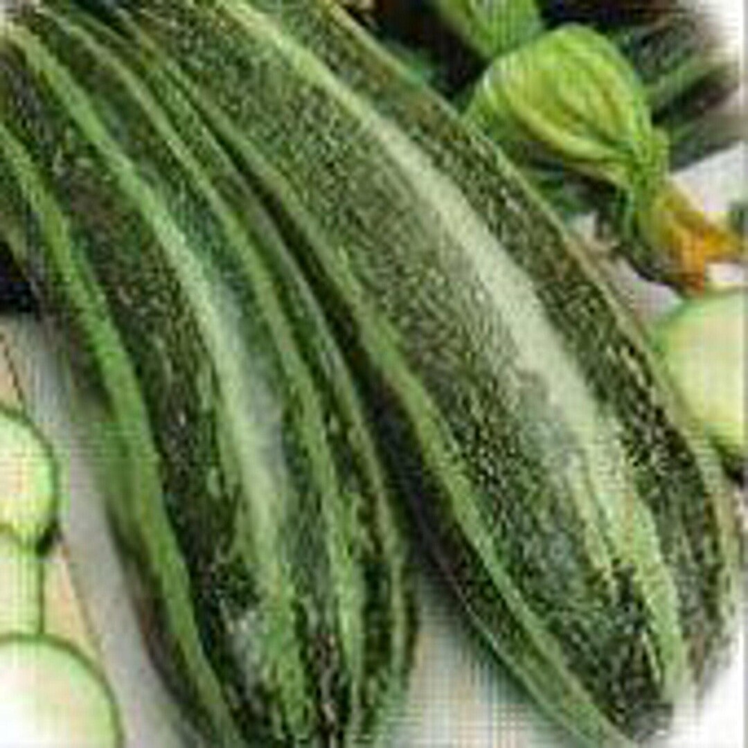 Cocozelle Zucchini Squash Seeds - Etsy
