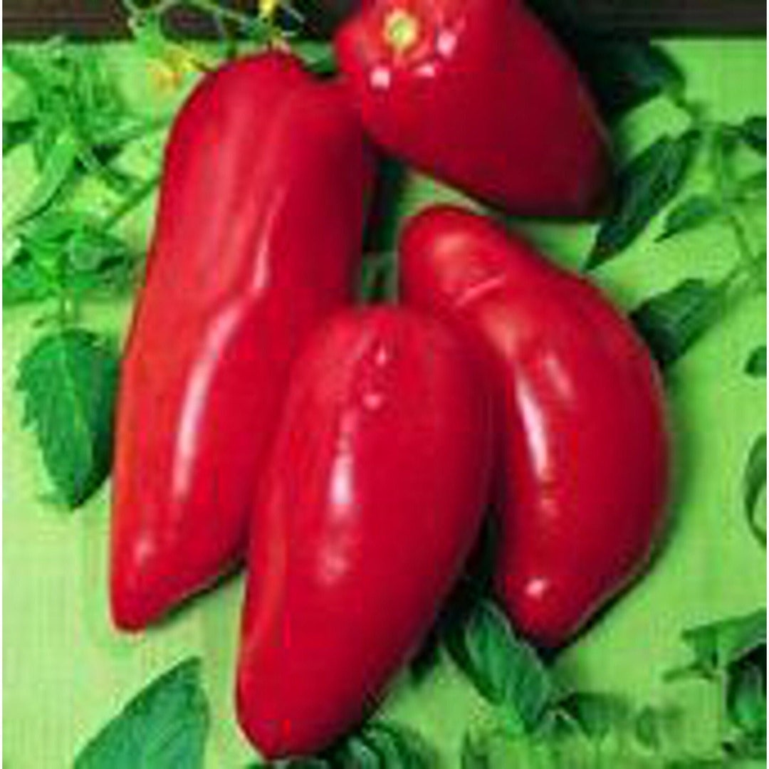 Opalka Tomato Seeds - Etsy