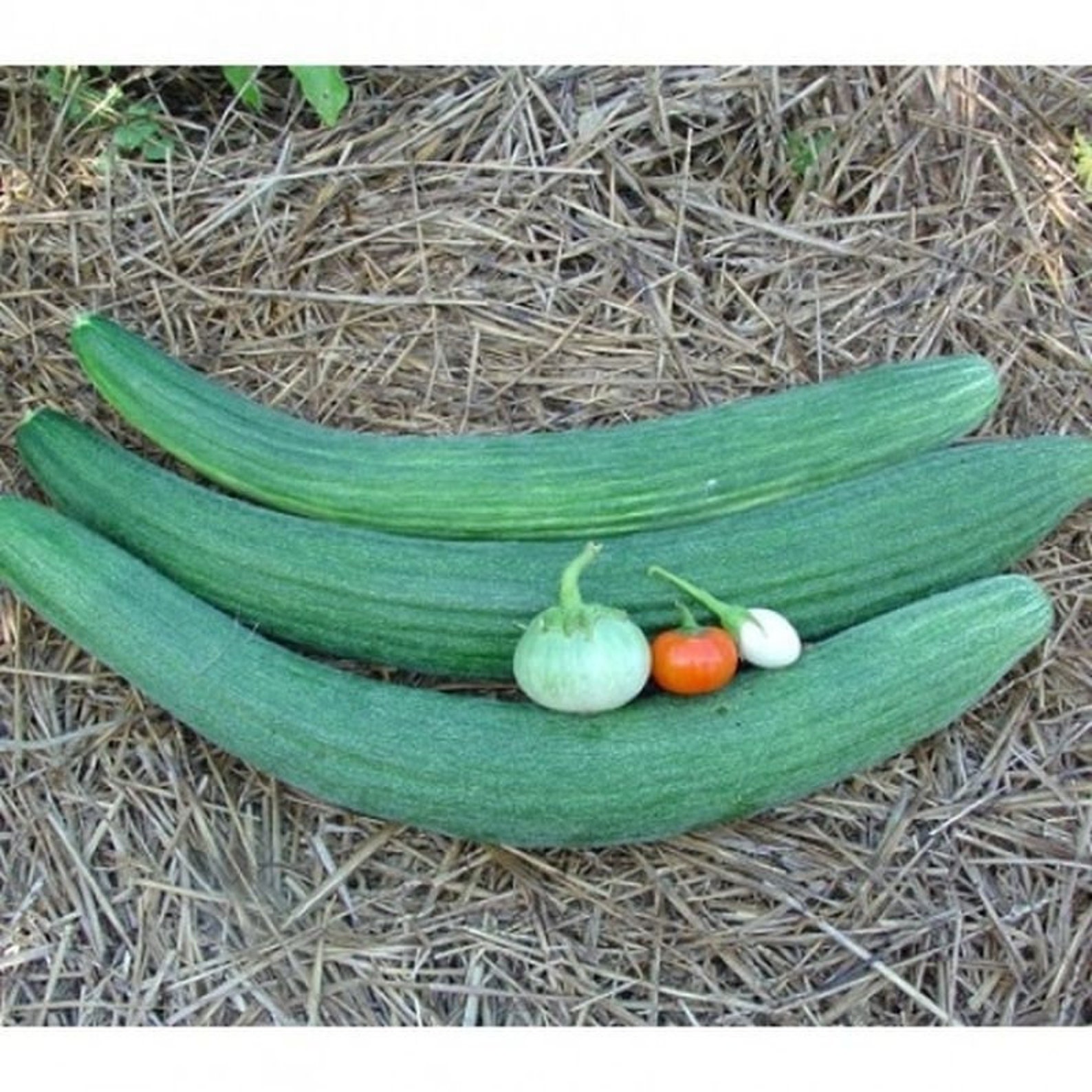 Armenian Metki Dark Green Serpent Cucumber Seeds - Etsy