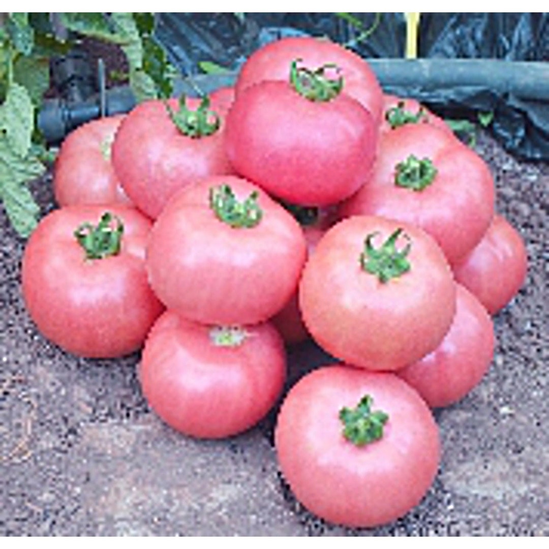Caspian Pink Tomato Seeds - Etsy