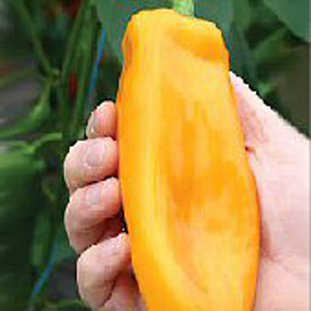 Big Daddy Sweet Peppers Seeds - Etsy